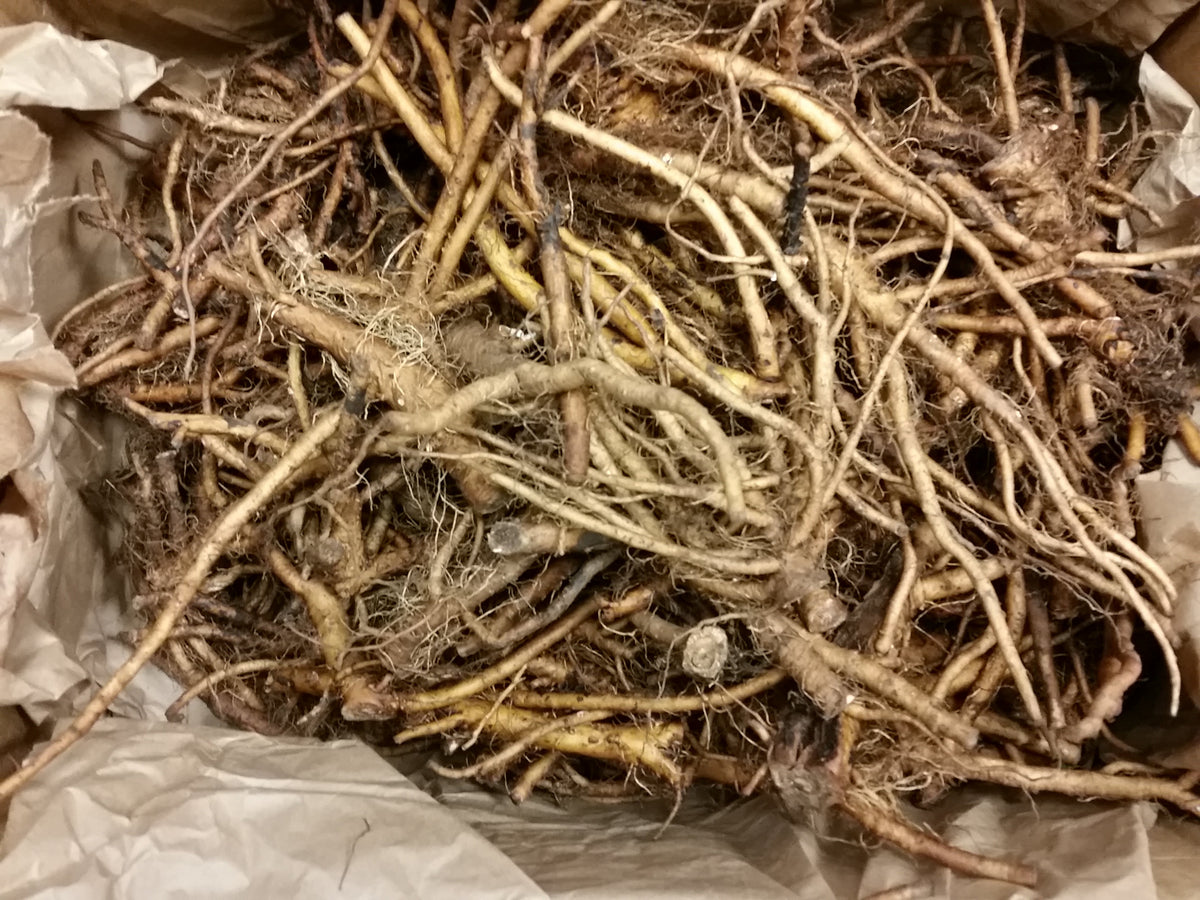 Yellow Dock Root -Burdock Root-Dandelion Root liquid extract Tincture ...